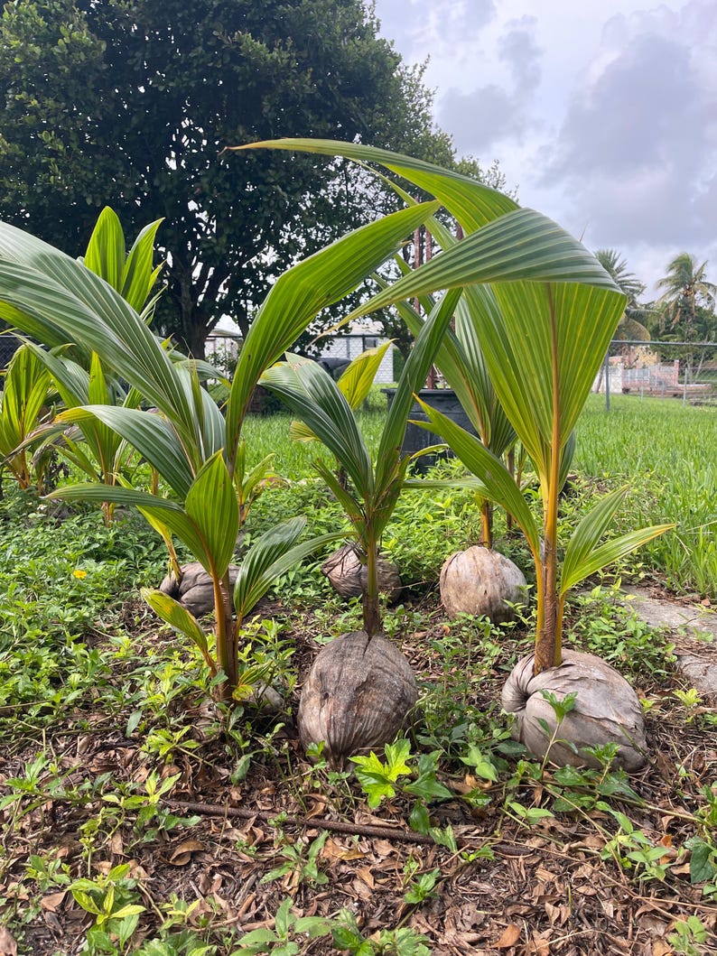 Fiji Island Dwarf Coconut - Etsy