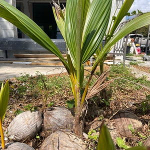 Fiji Island Dwarf Coconut - Etsy