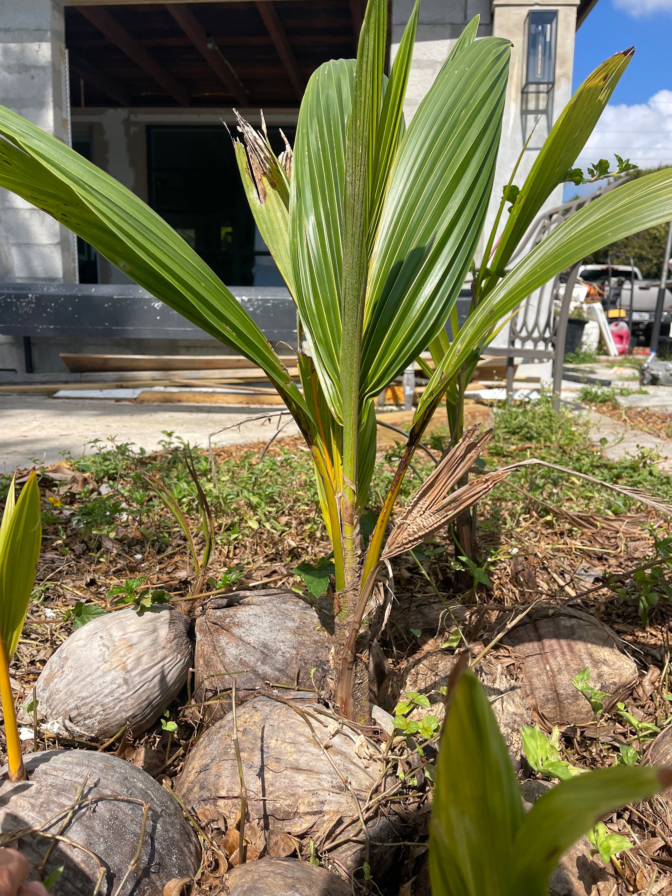 Fiji Island Dwarf Coconut - Etsy