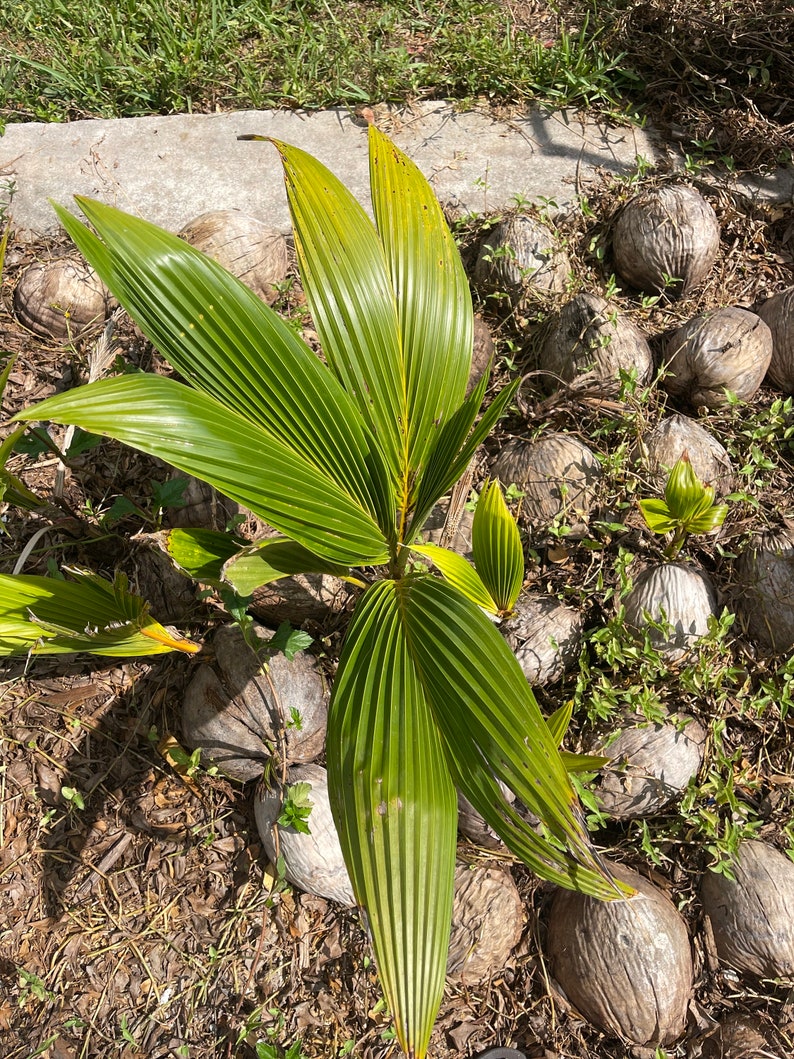 Fiji Island Dwarf Coconut - Etsy