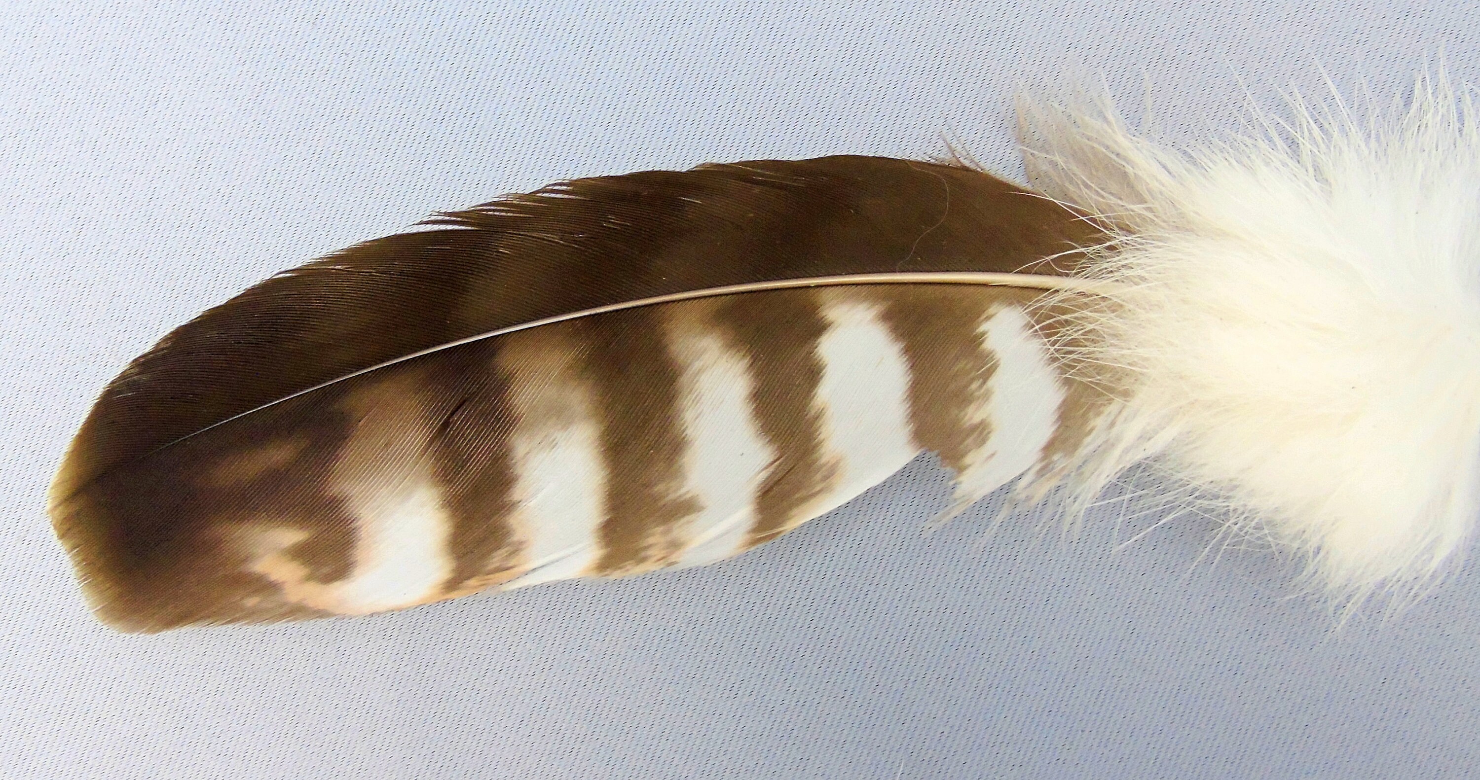 Buzzard Smudge Prayer Beaded Feather North America Great Plains Indian ...