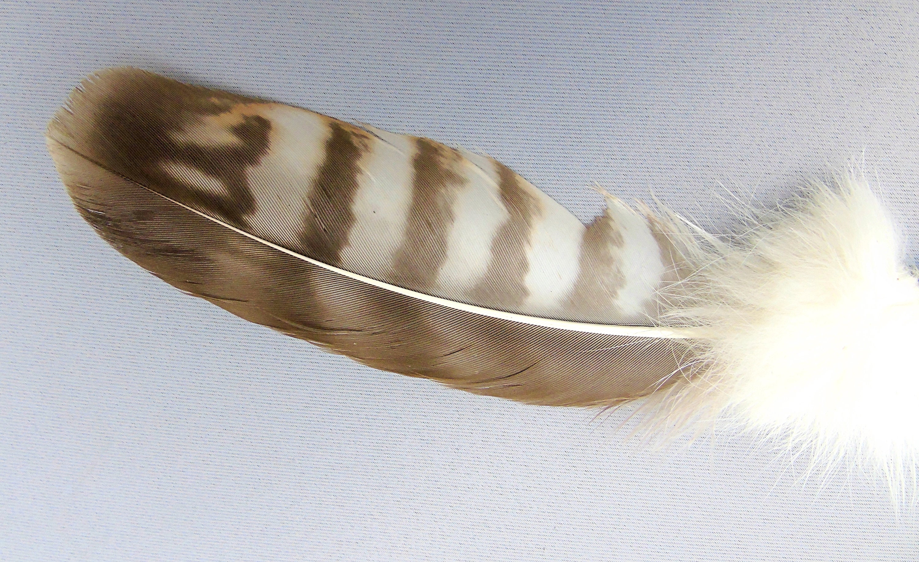 Buzzard Smudge Prayer Beaded Feather North America Great Plains Indian ...