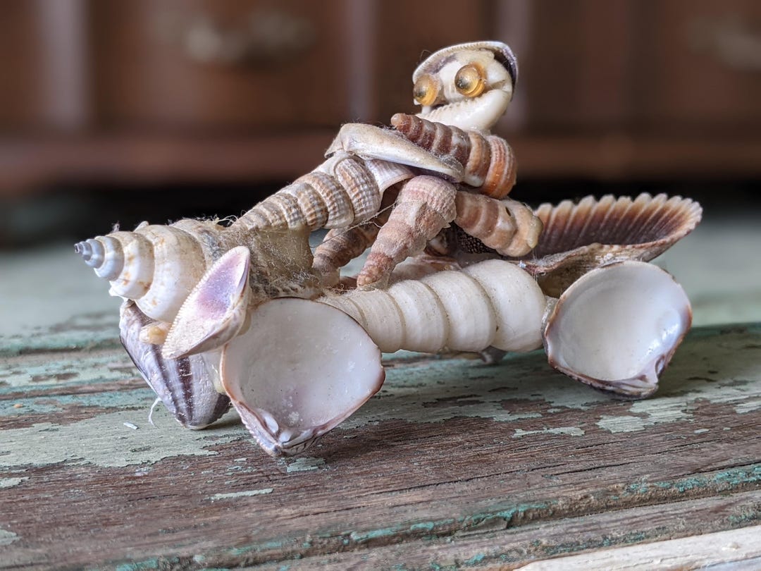 1970s Shell Sculpture Creature Riding Shell Hotrod Buggy Handmade ...