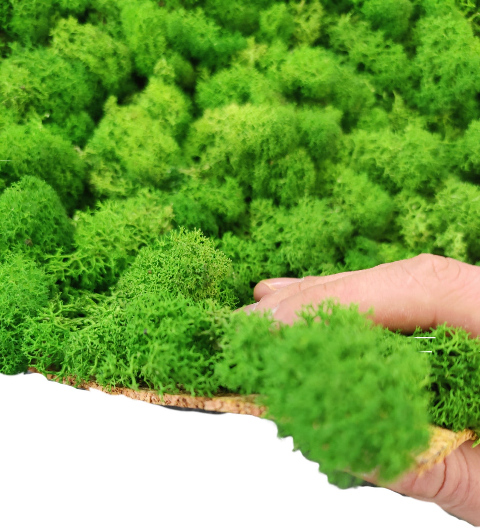 MOSS PANEL, PRESERVED Moss Wall, Reindeer Moss,handmade Moss Panel ...