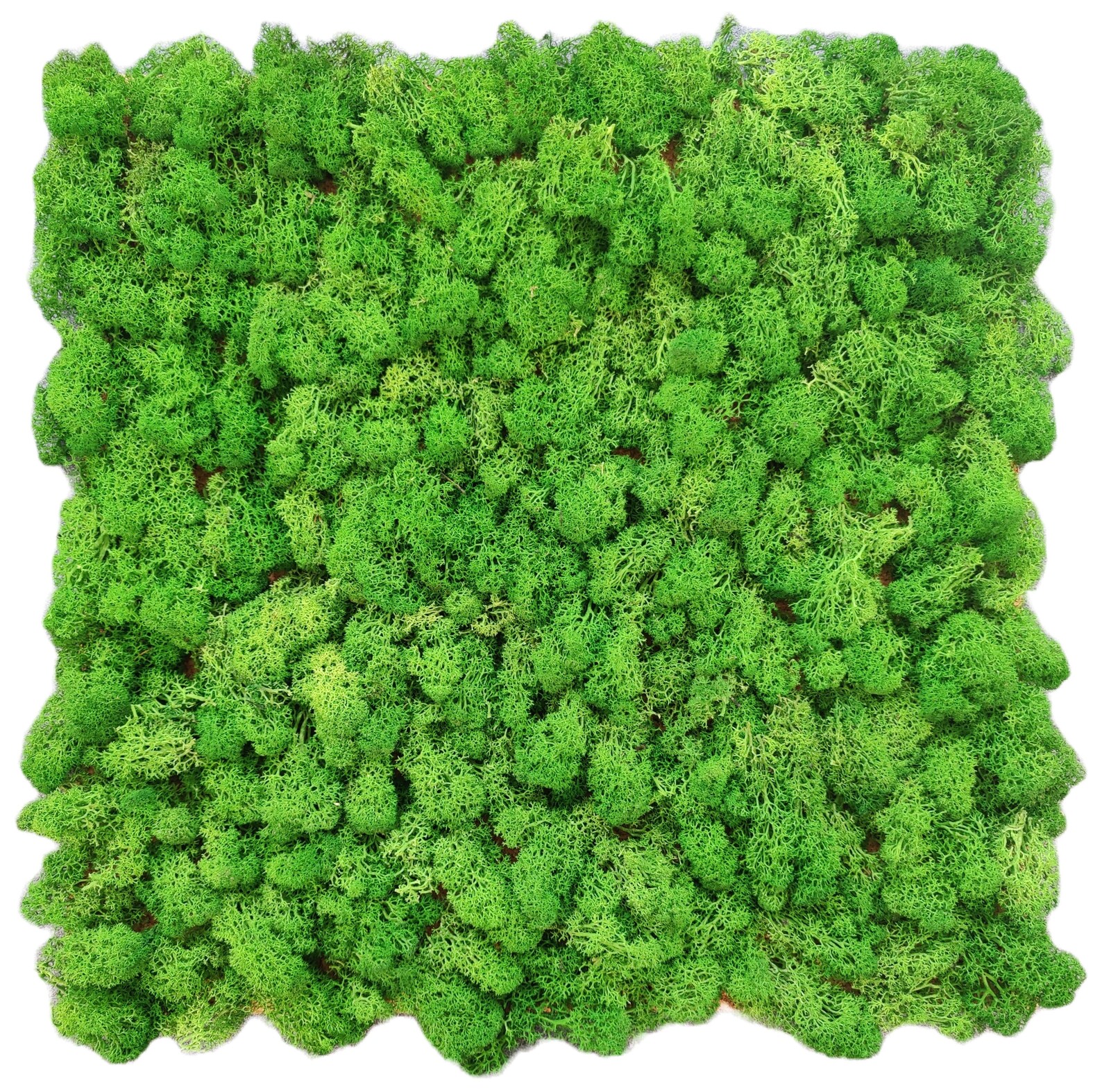 MOSS PANEL, PRESERVED Moss Wall, Reindeer Moss,handmade Moss Panel ...