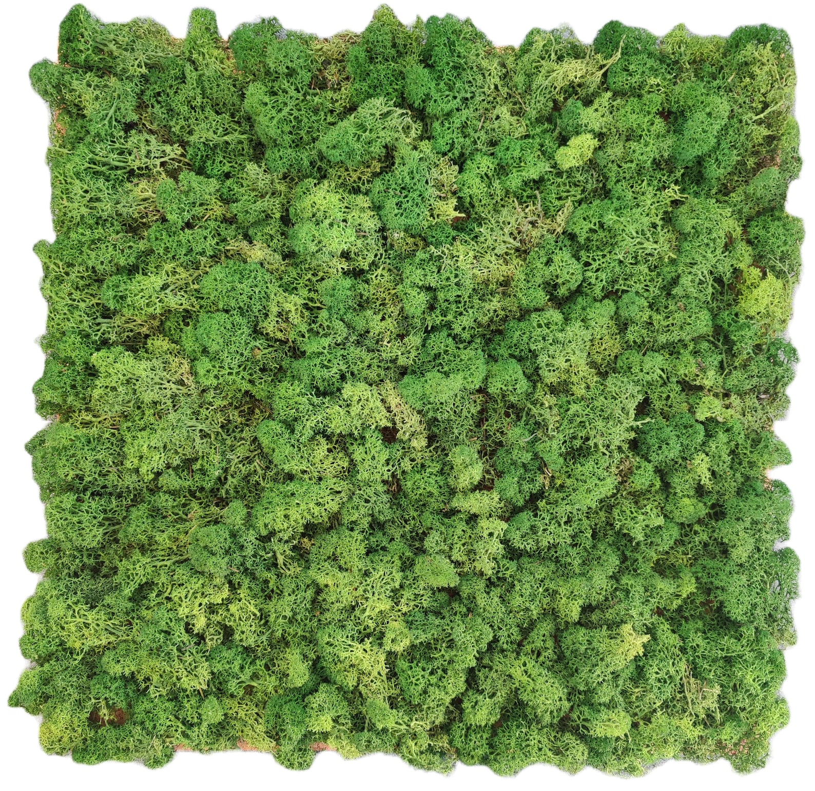MOSS PANEL, PRESERVED Moss, Reindeer Moss, Handmade Moss Panel ...