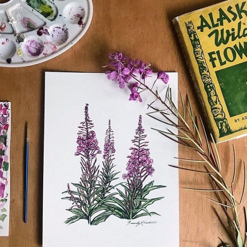 Fireweed - Art Print - Botanical Watercolor Painting on Cotton Paper W ...