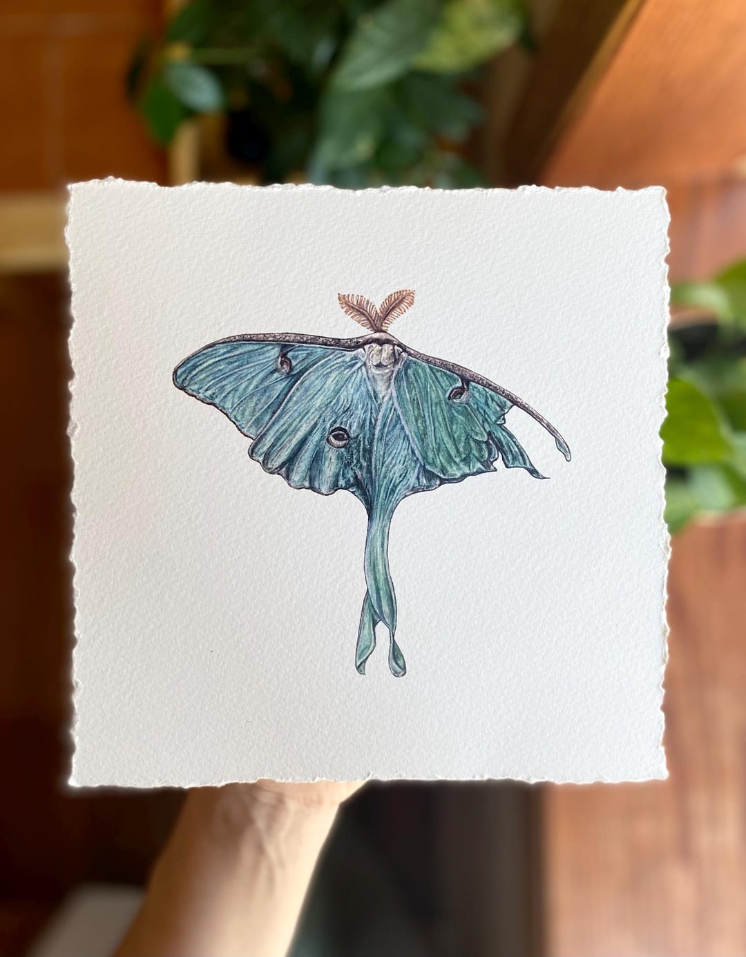 Luna Moth - Art Print - Watercolor Painting on Cotton Paper W/ Deckled ...