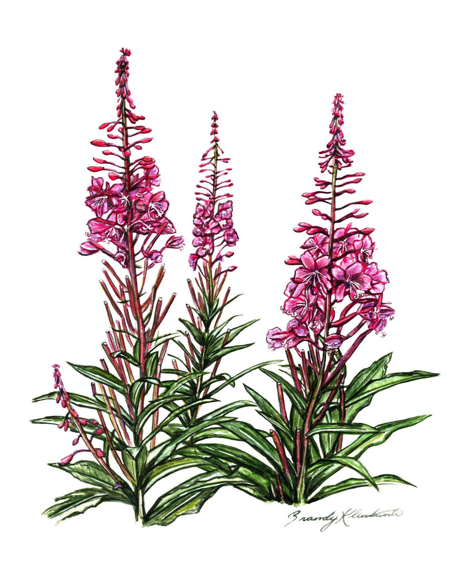 Fireweed Art Print Flower Watercolor Painting - Etsy