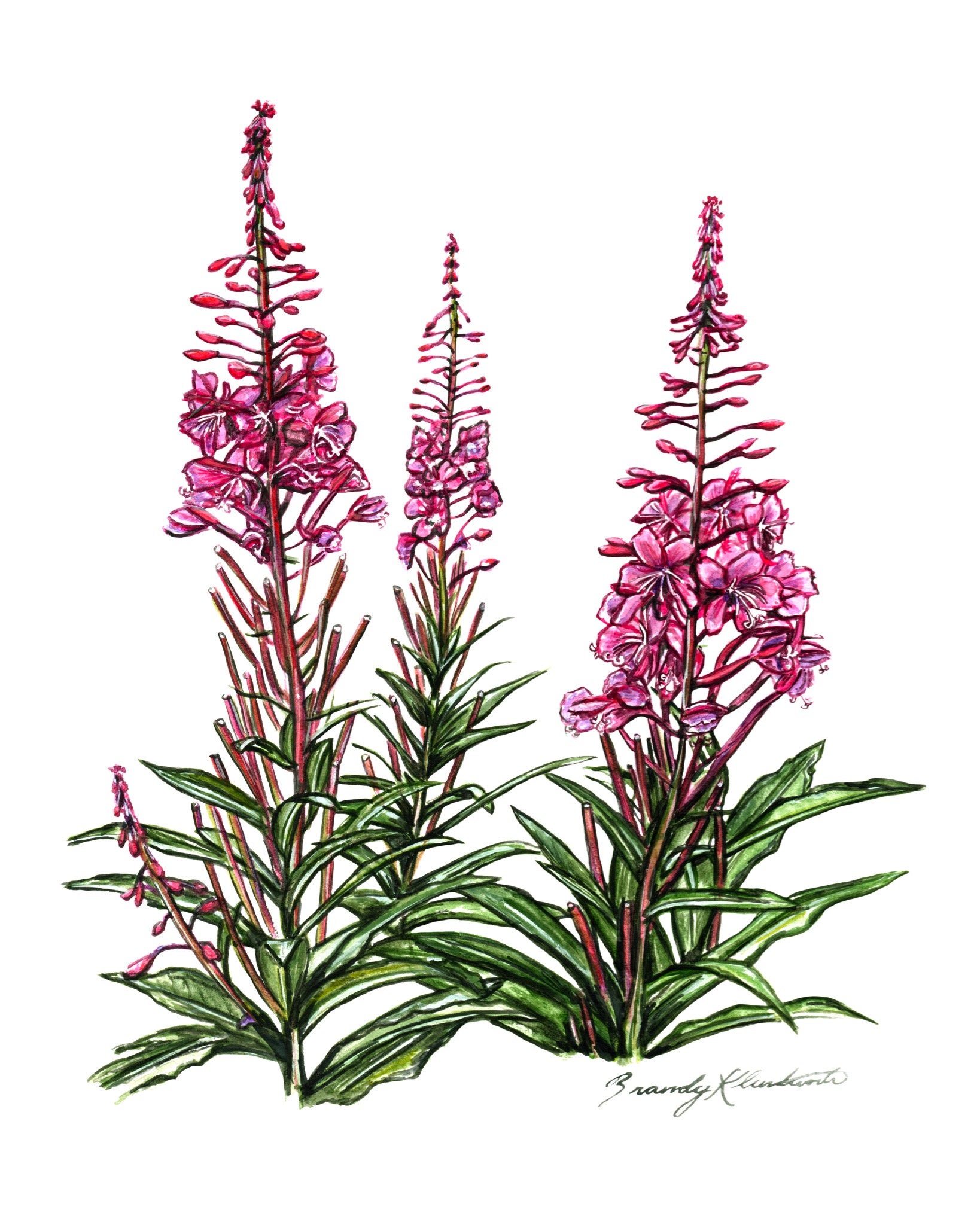 Fireweed Art Print Flower Watercolor Painting - Etsy