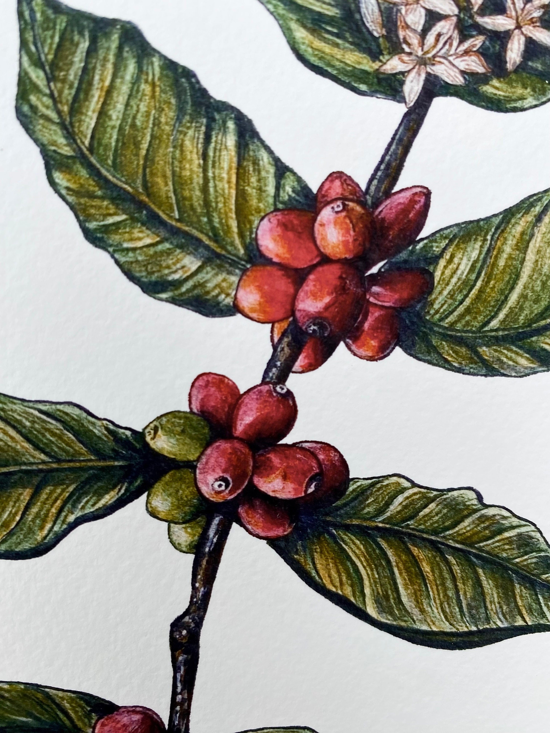 Coffee - Art Print - Watercolor Painting on Cotton Paper W/ Deckled ...