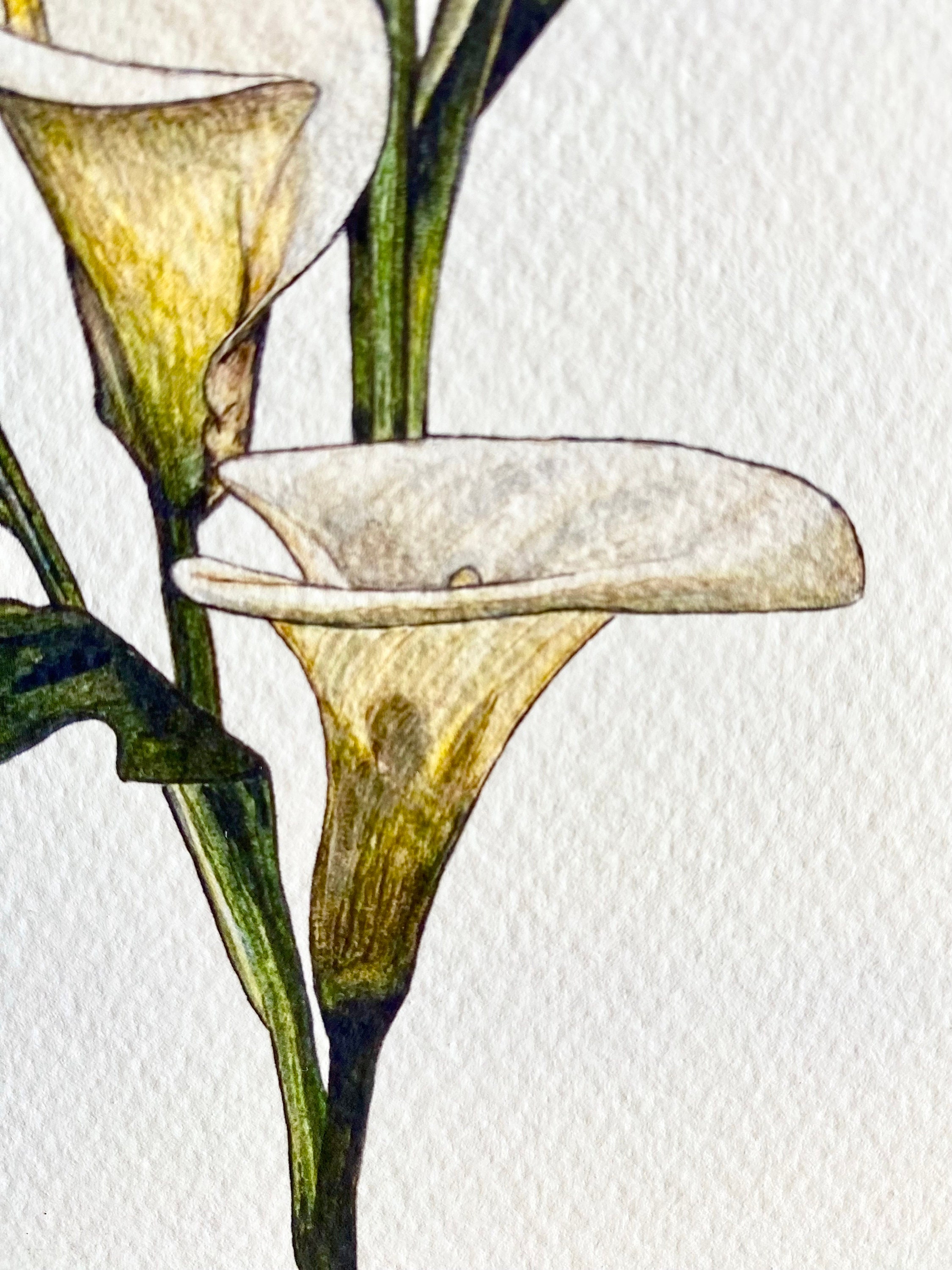 White Calla Lily - Art Print - Watercolor Painting on Cotton Paper W ...