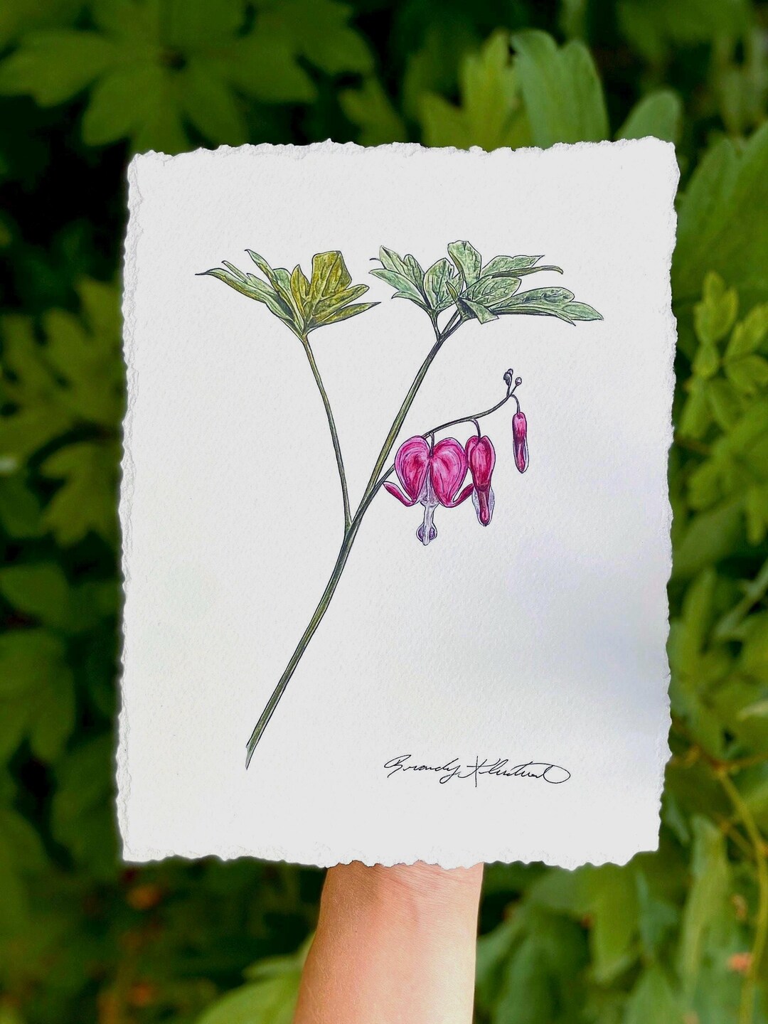 Bleeding Heart Flower - Art Print - Watercolor Painting on Cotton Paper ...