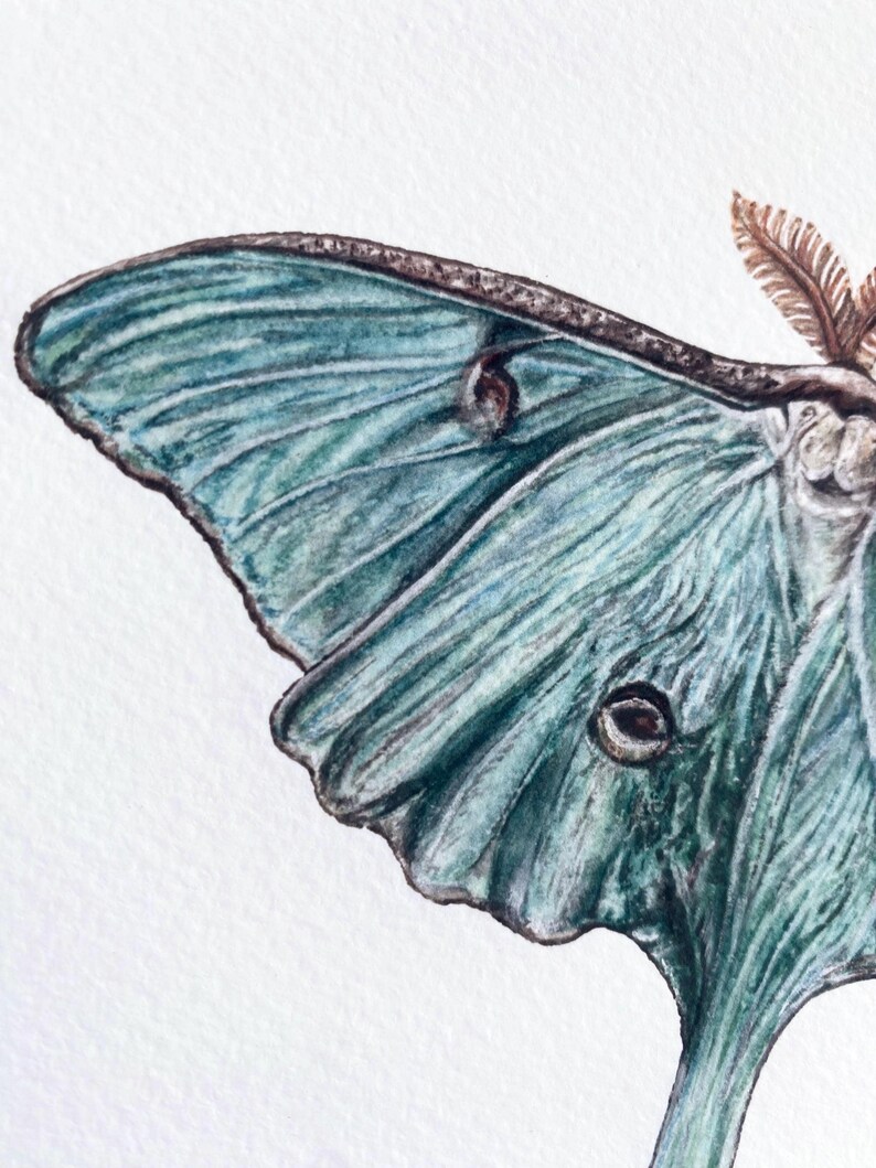 Luna Moth - Art Print - Watercolor Painting on Cotton Paper W/ Deckled ...