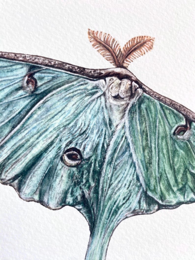 Luna Moth - Art Print - Watercolor Painting on Cotton Paper W/ Deckled ...