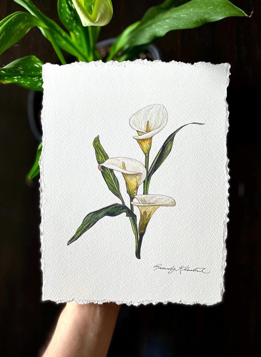 White Calla Lily - Art Print - Watercolor Painting on Cotton Paper W ...