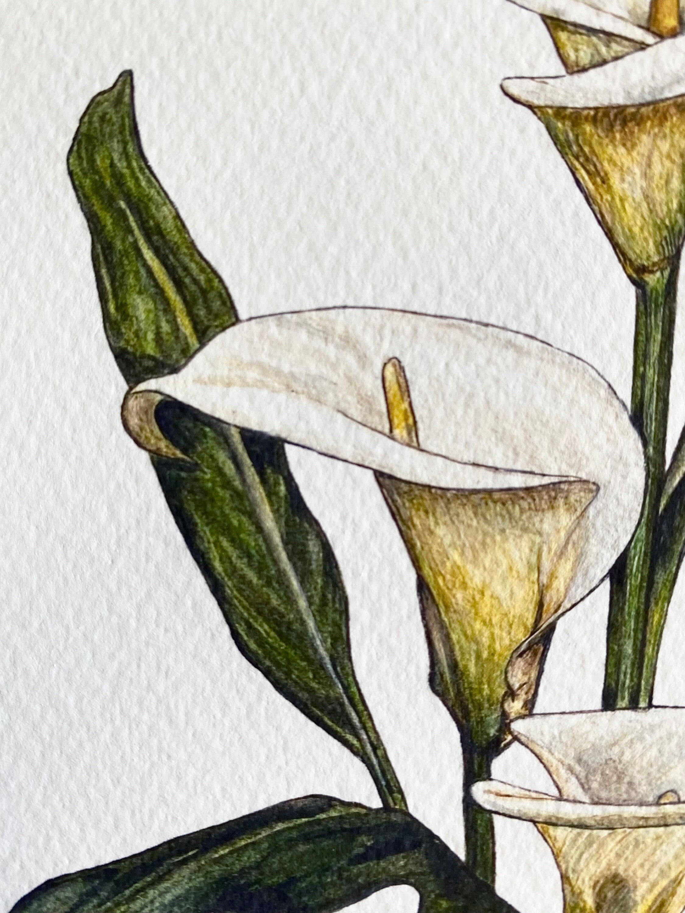 White Calla Lily - Art Print - Watercolor Painting on Cotton Paper W ...
