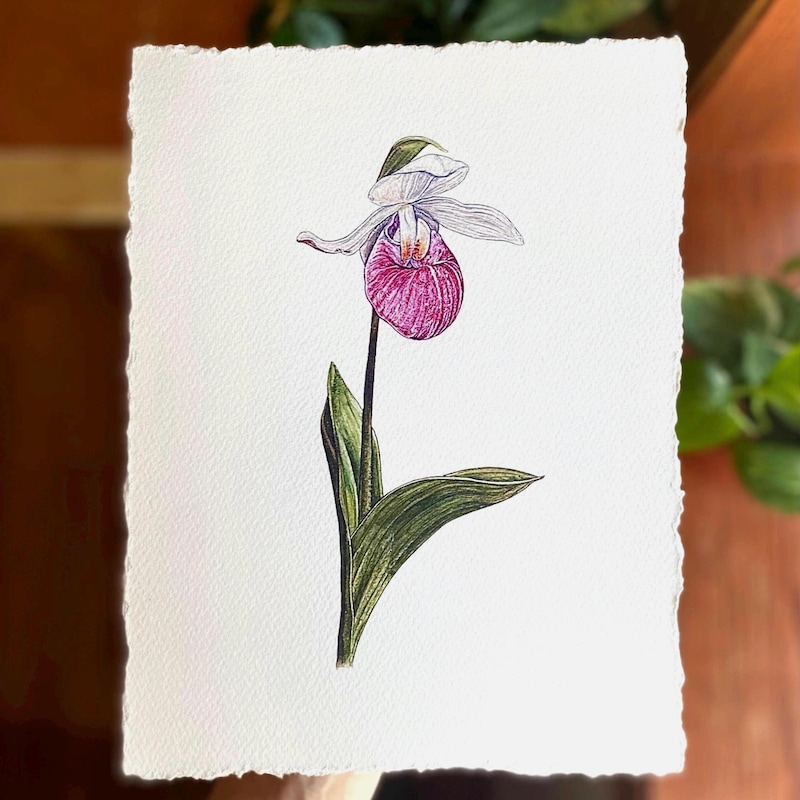 Pink Lady's Slipper - Etsy