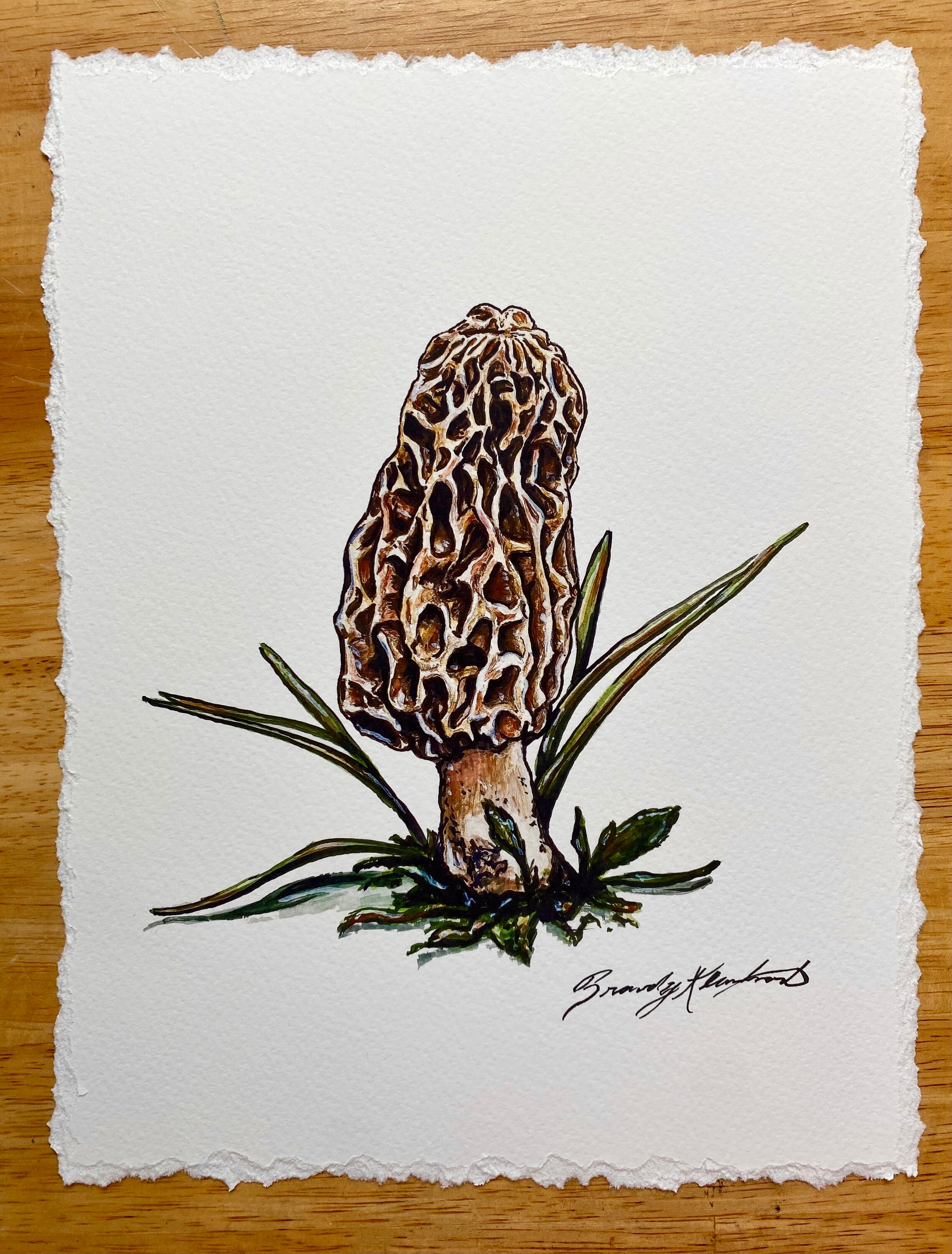 Morel Mushroom - Art Print - Watercolor Painting on Cotton Paper W ...