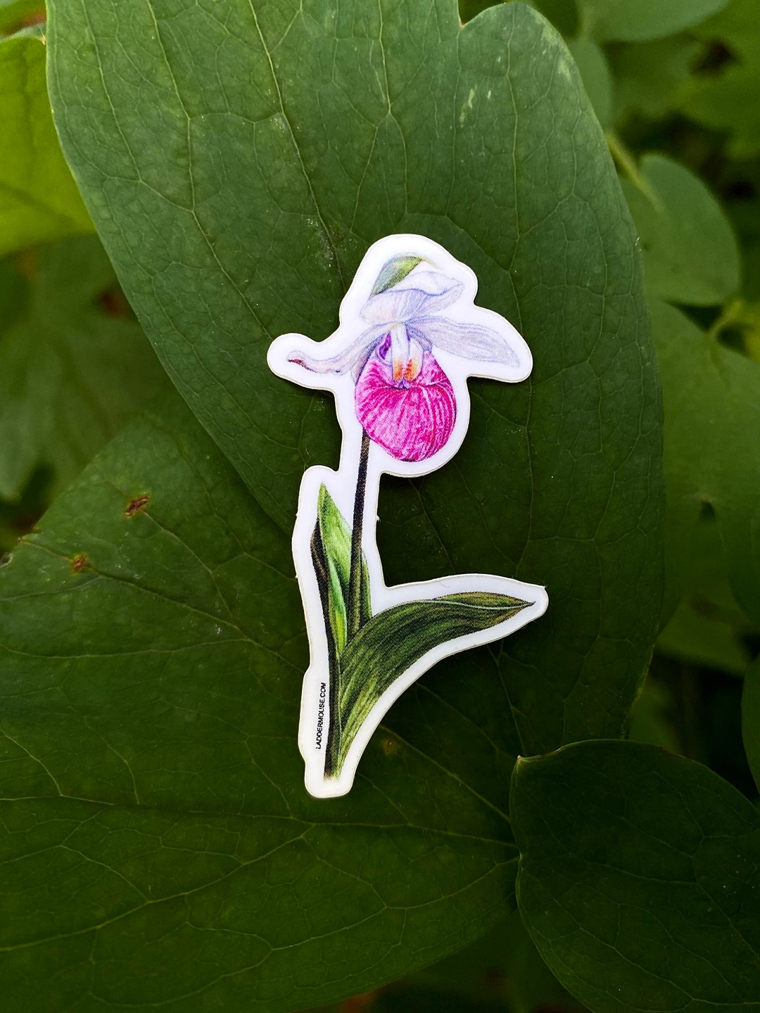 Showy Pink and White Lady Slipper Minnesota State Wildflower Vinyl ...