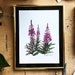Fireweed Art Print Flower Watercolor Painting - Etsy