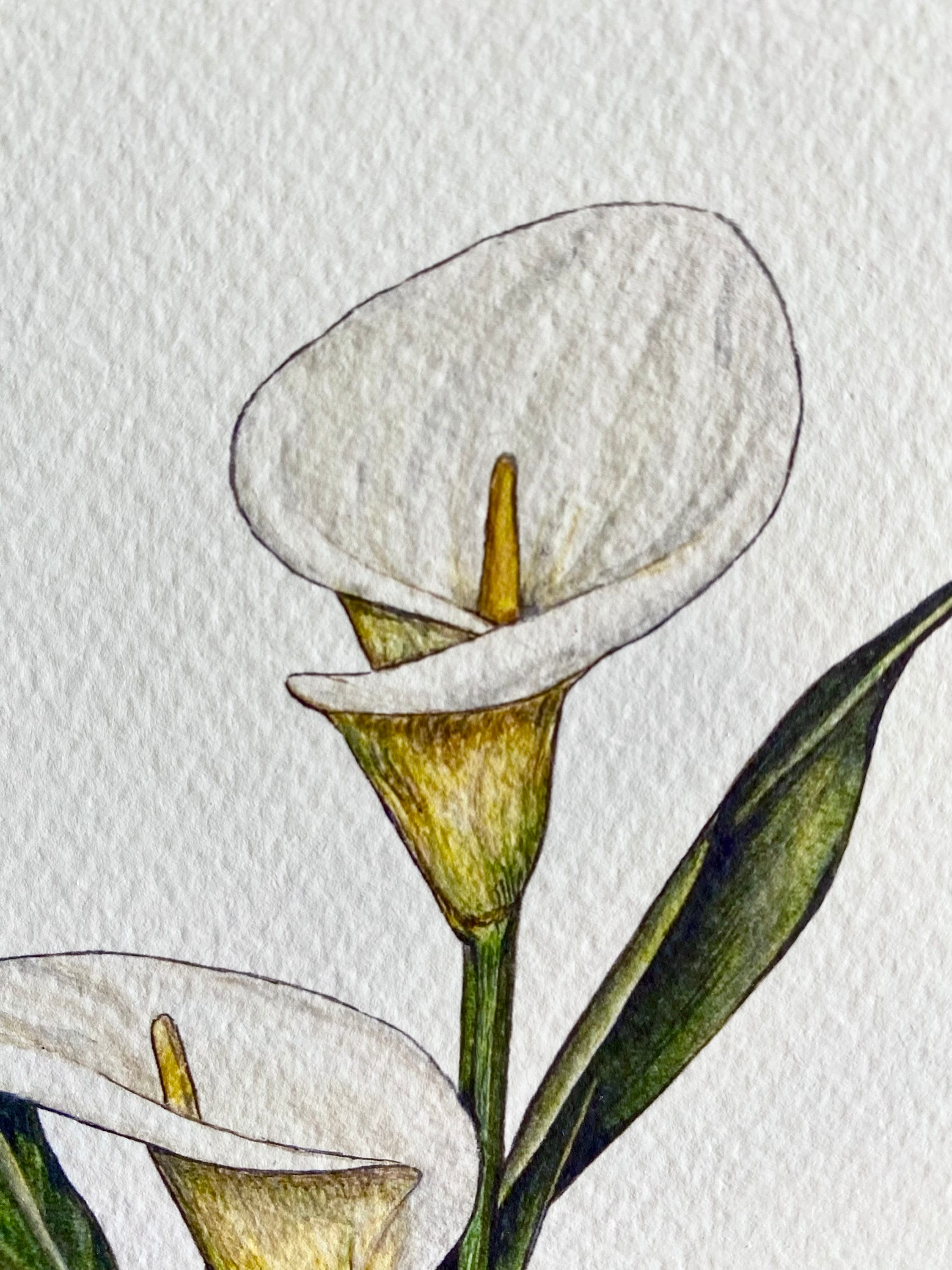 White Calla Lily - Art Print - Watercolor Painting on Cotton Paper W ...