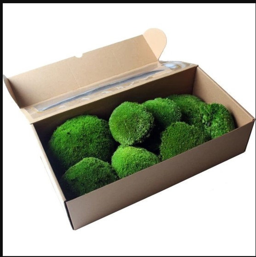 Bulk Moss,moss Box,green Reindeer Moss,diy Moss,natural Green Moss ...