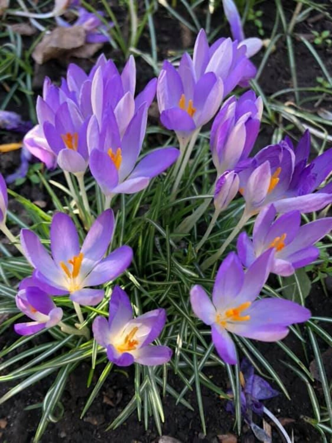 Crocus Flower Essence - Etsy