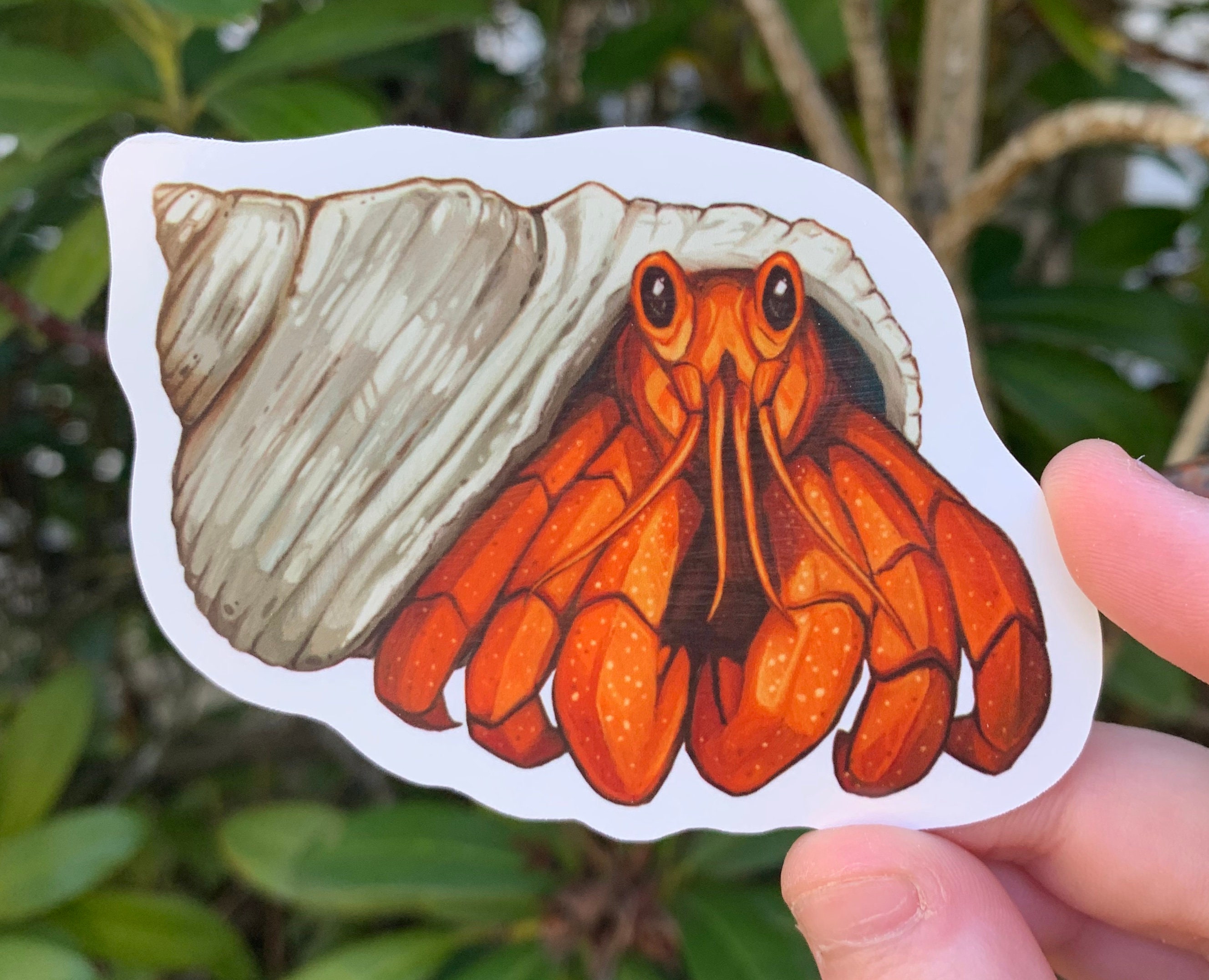 Hermit Crab Sticker - Etsy