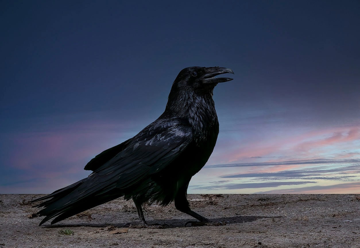 Beautiful Raven at Sunset - Etsy