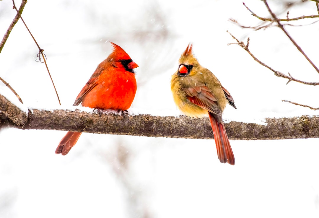 Magical Winter Cardinals Male and Female Together - Etsy