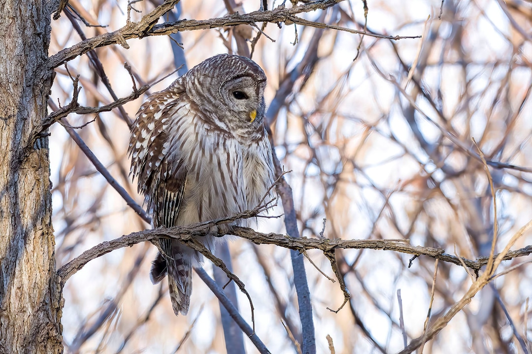 Barred Owl Puffed up on a Cold Winter Evening - Etsy