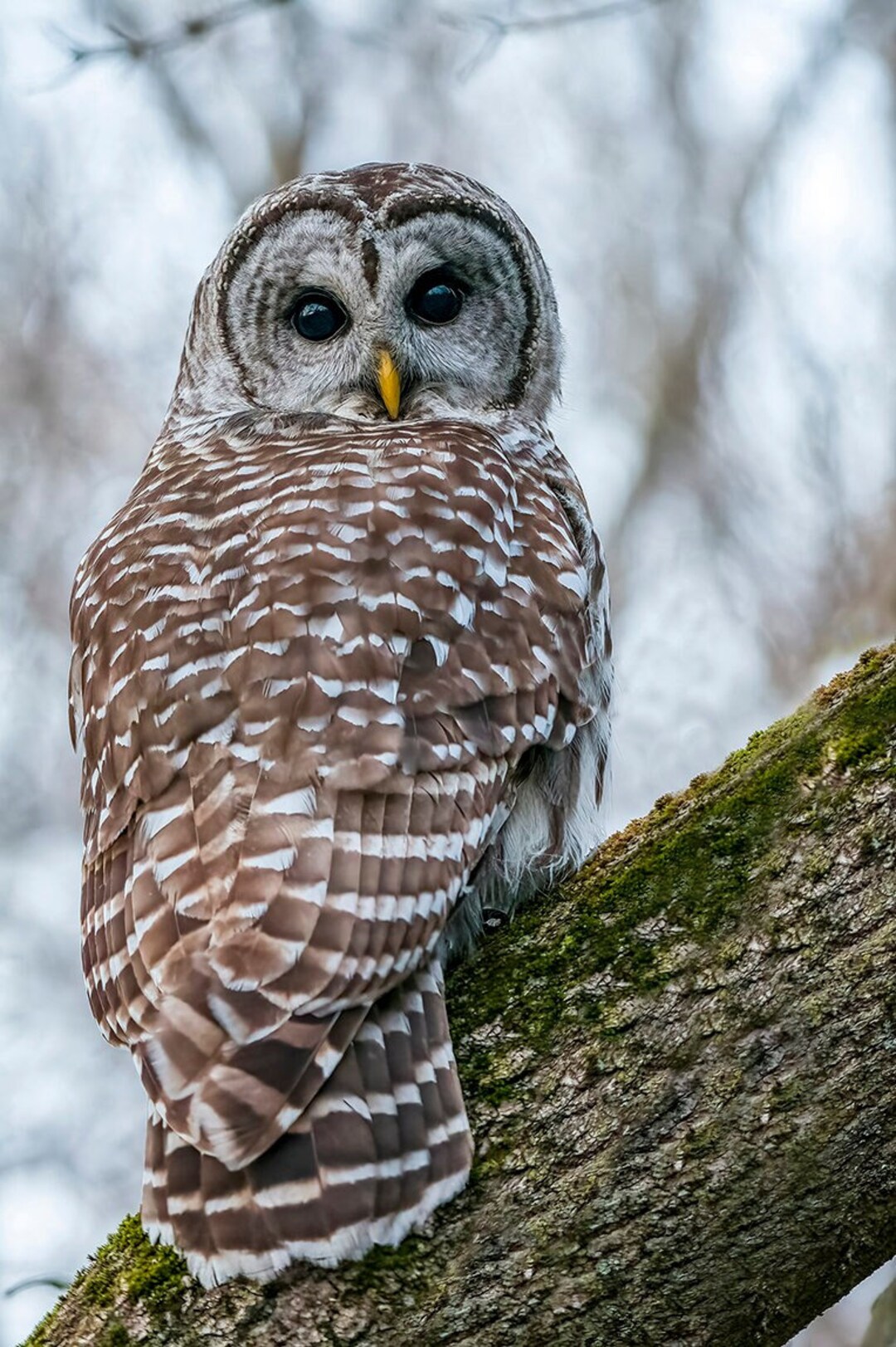 Beautiful Barred Owl Looking at You - Etsy