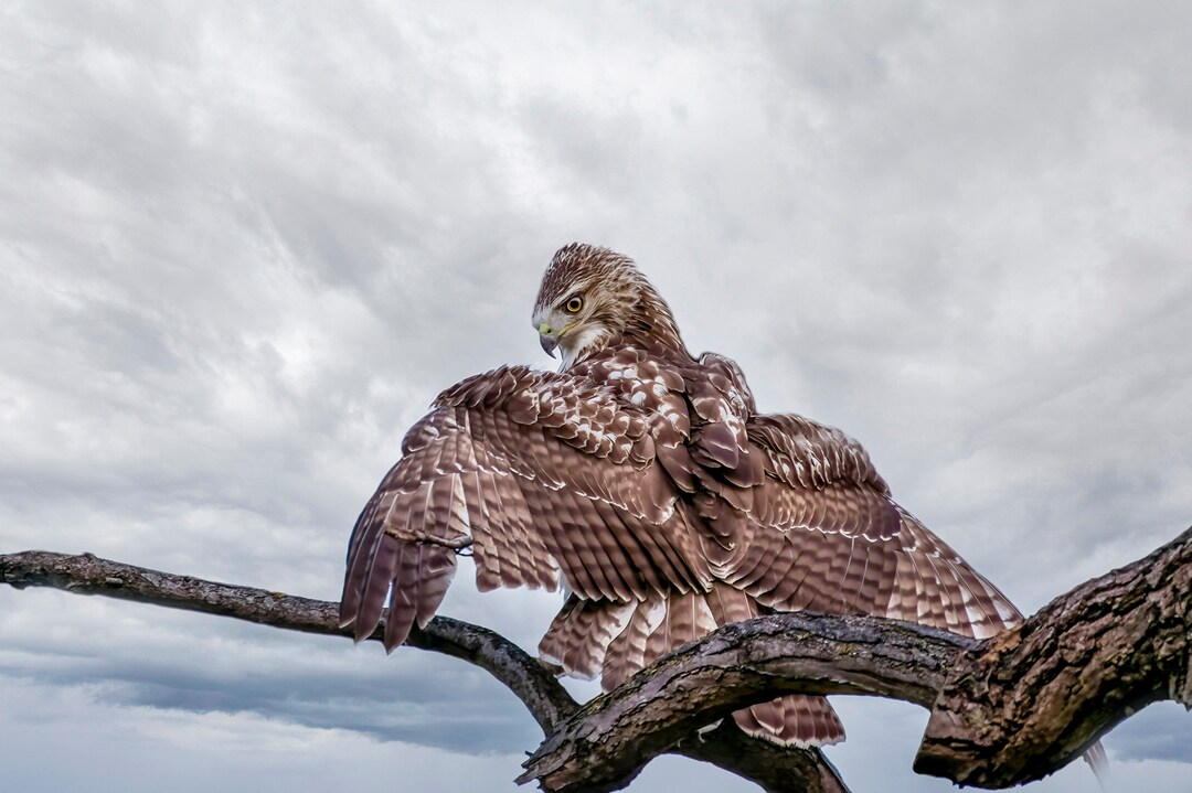 Red-tailed Hawk in Fighting Pose - Etsy