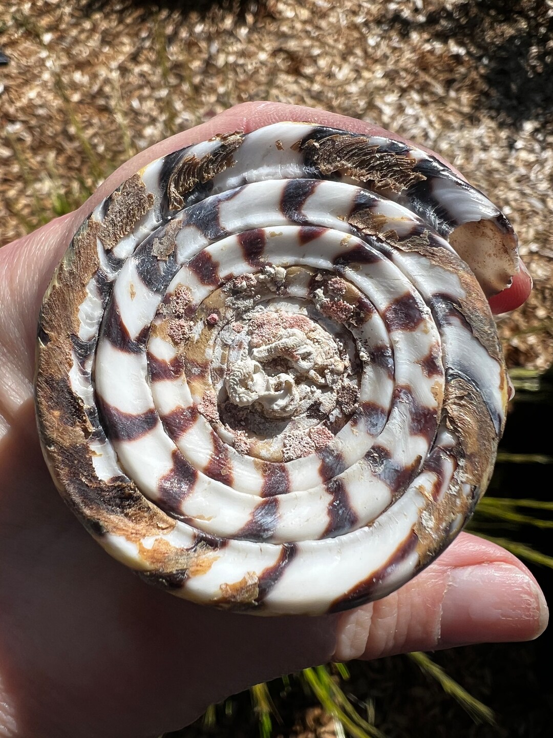 Fossil Cone Shell, Bodjong Formation, UV Reactive, 4 In - Etsy