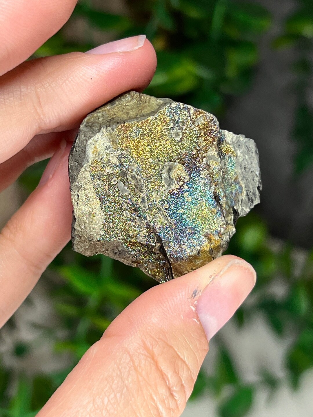 Permineralized Fossilized Wood W/ Rainbow Marcasite: MIN Miniature Size ...