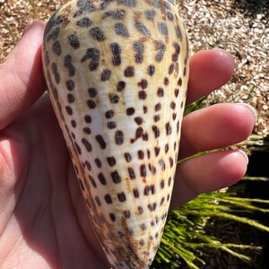 Fossil Cone Shell, Bodjong Formation, UV Reactive, 4 In - Etsy