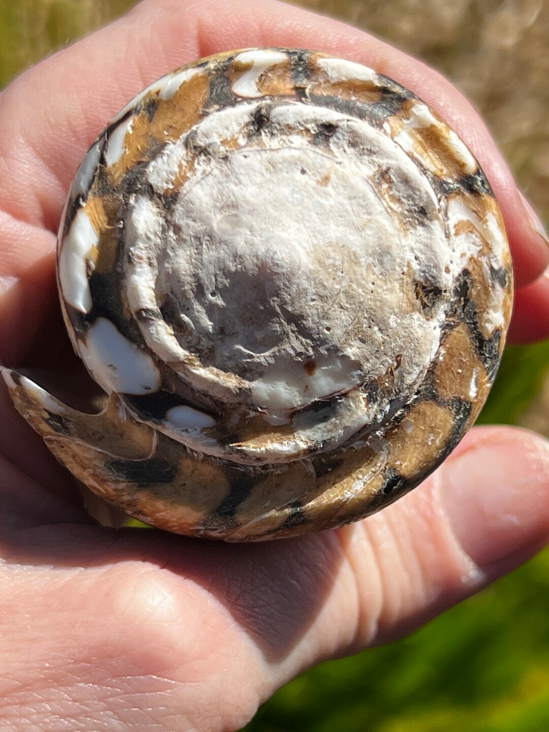 Fossil Cone Shell, Bodjong Formation, UV Reactive, 3in - Etsy