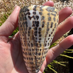 Fossil Cone Shell, Bodjong Formation, UV Reactive, 4 In - Etsy