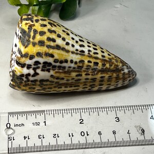 Fossil Cone Shell, Bodjong Formation, UV Reactive, 4 In - Etsy