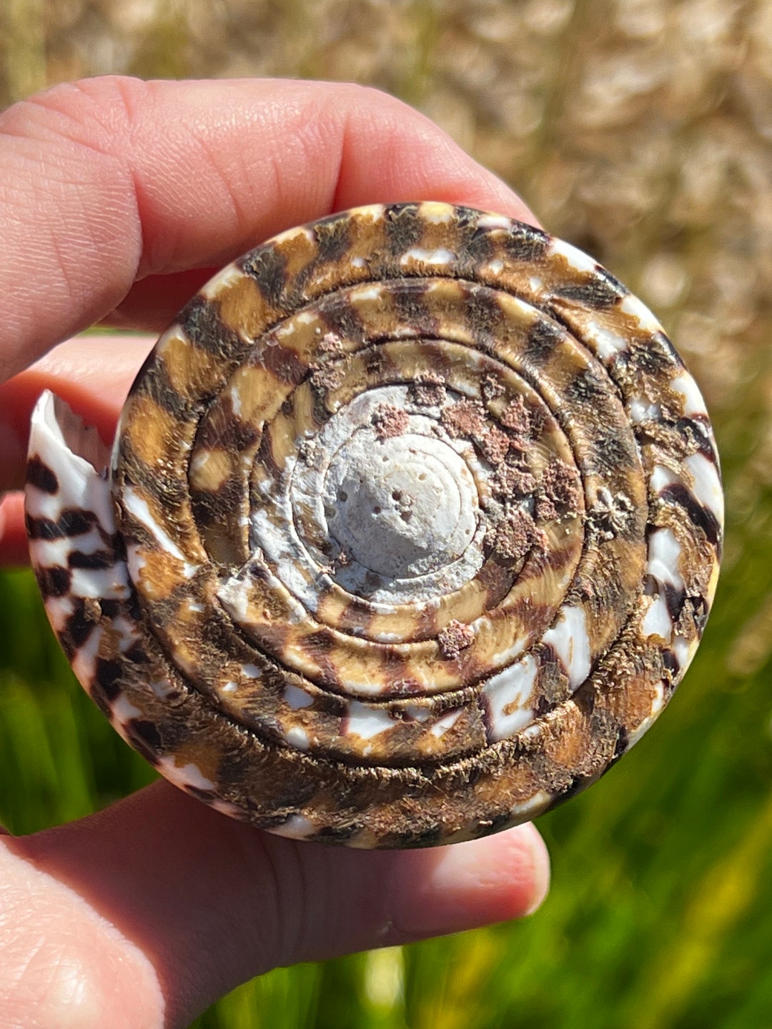 Fossil Cone Shell, Bodjong Formation, UV Reactive, 3.5in - Etsy