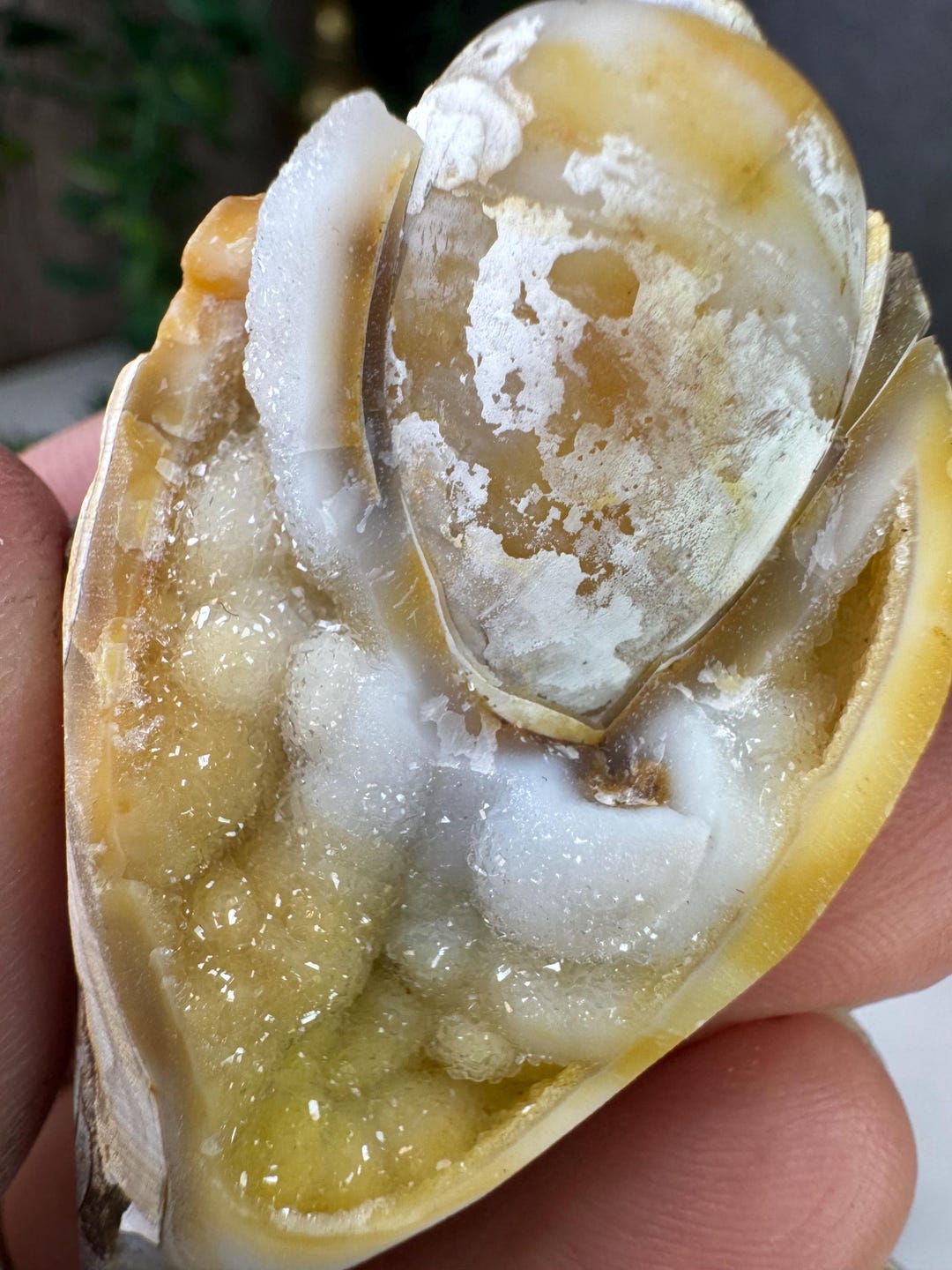 Fossilized Quartz Spirallite Shell Cretaceous Period From Prehistoric ...