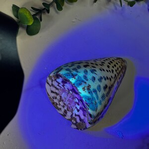 Fossil Cone Shell, Bodjong Formation, UV Reactive, 4 In - Etsy