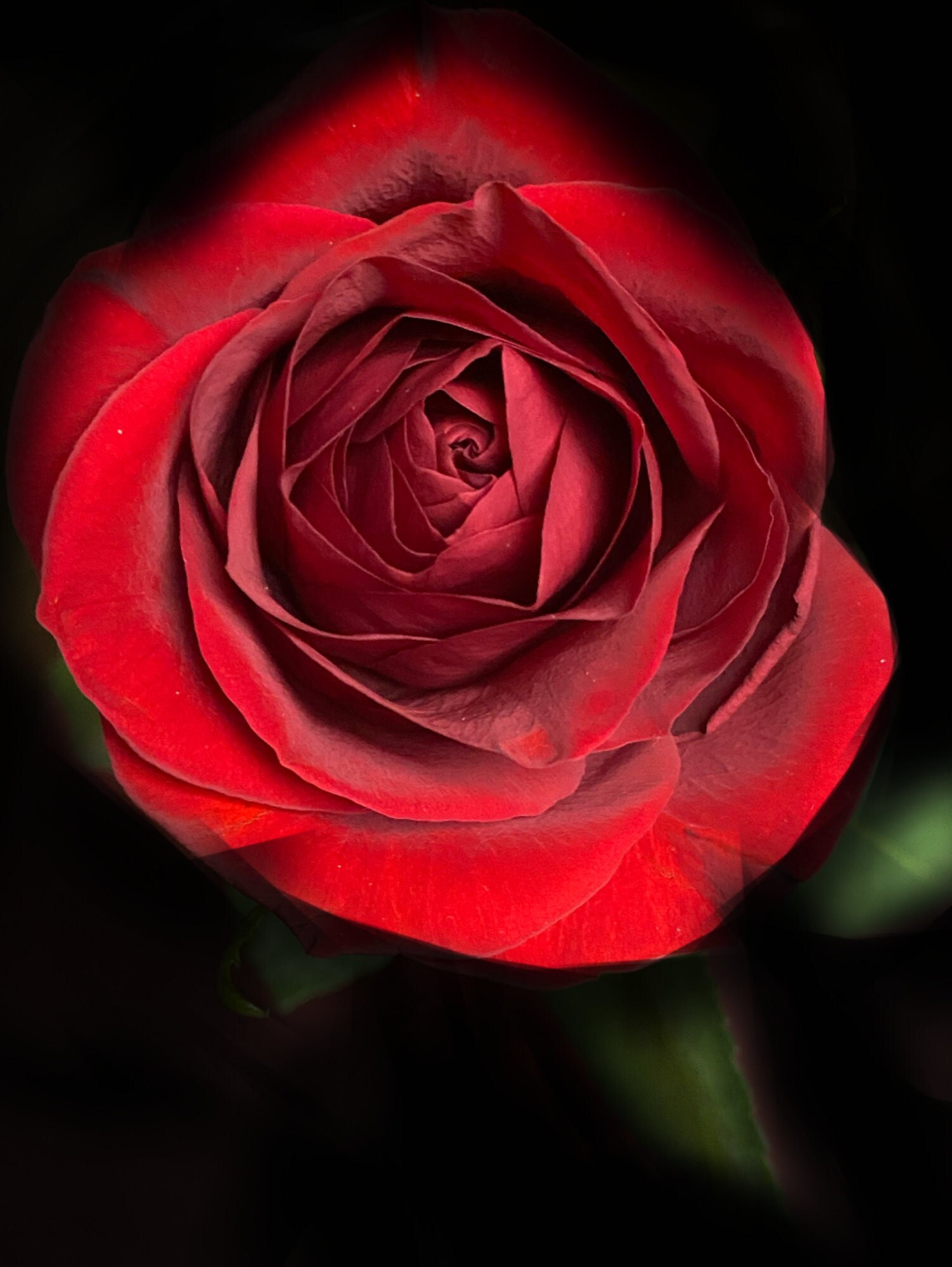 Red Rose With Black Back Ground Digital - Etsy