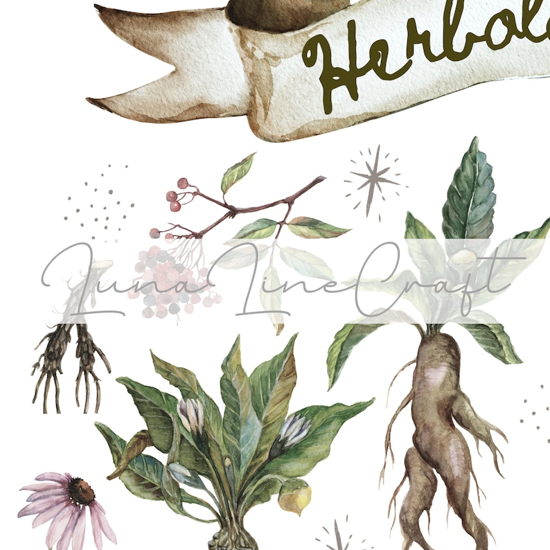 Herbology Medicinal Plant Chart Magic Botanical Watercolor - Etsy