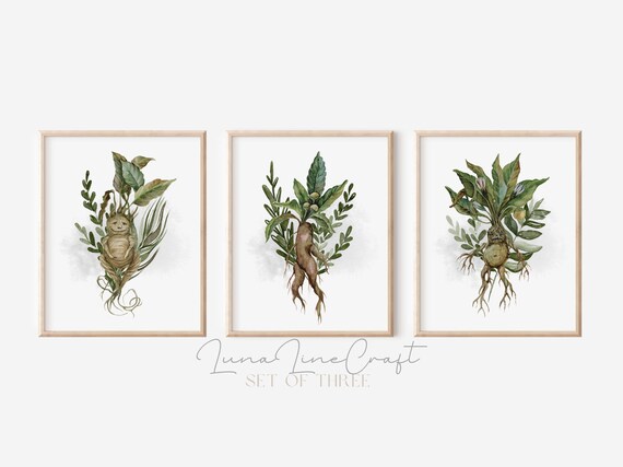 Set of Three Mandrake Herbology Prints Magic Botanical - Etsy
