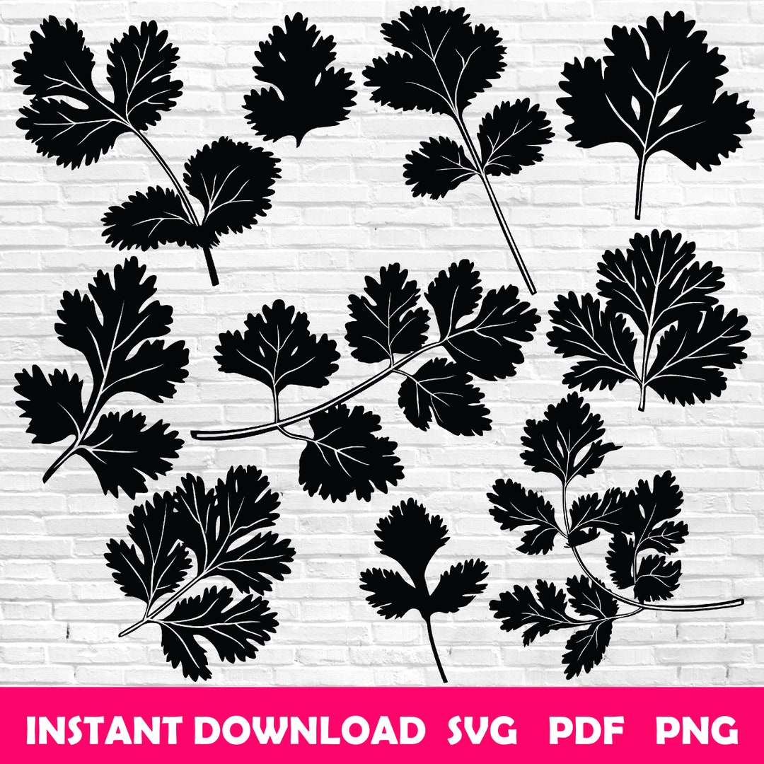 Cilantro SVG Bundle: Coriander Leaf Cut Files (digital Download) - Etsy