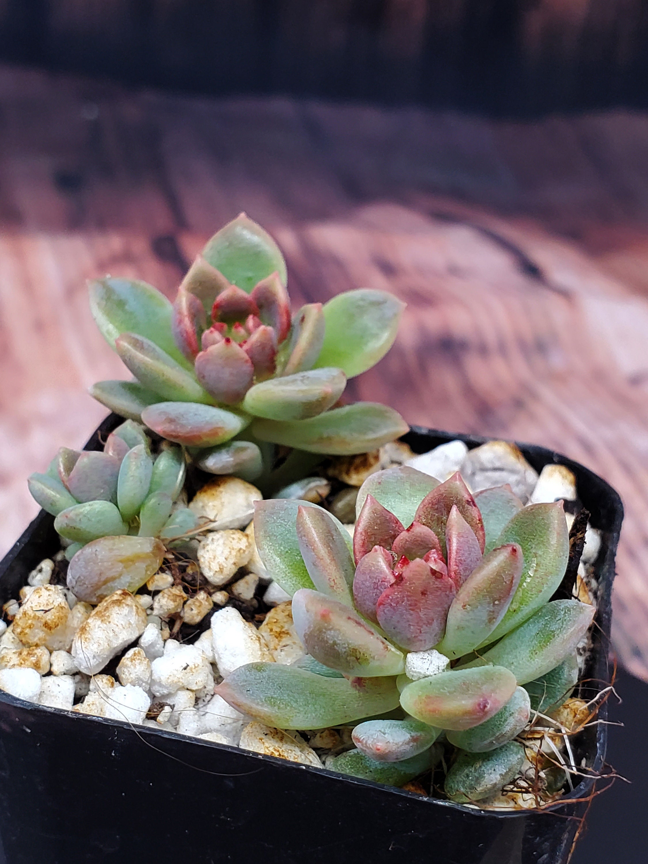Echeveria Prolifica Succulent House Plant - Etsy