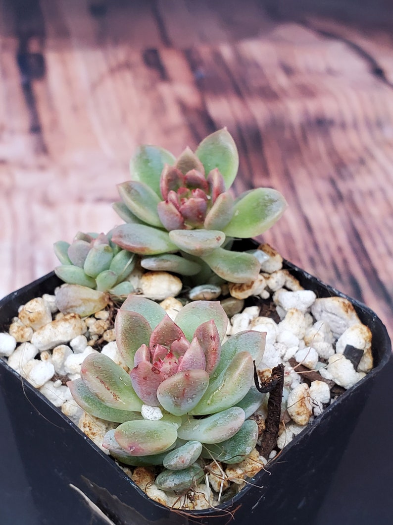 Echeveria Prolifica Succulent House Plant - Etsy