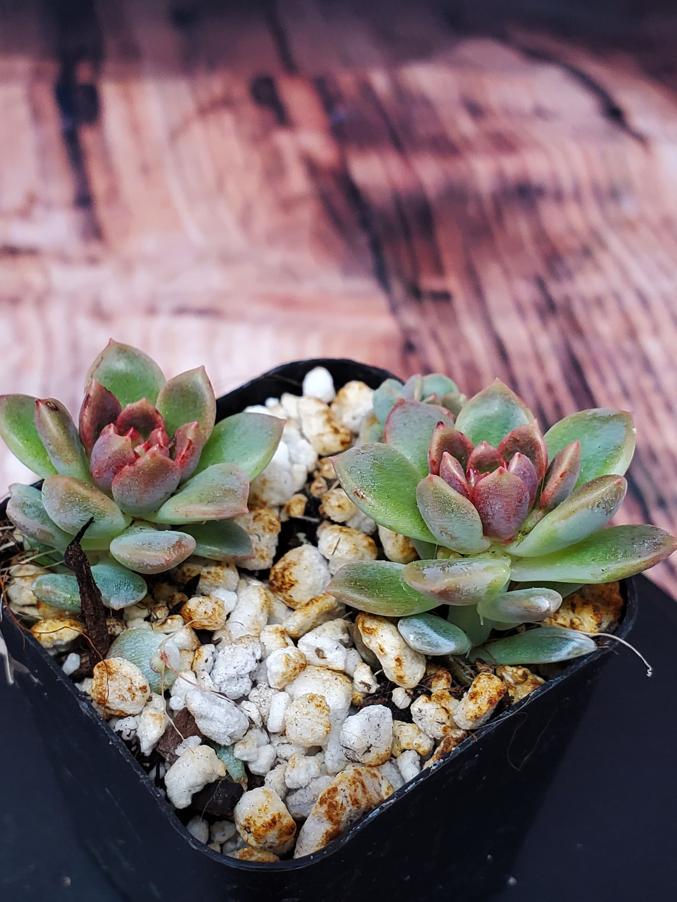 Echeveria Prolifica Succulent House Plant - Etsy